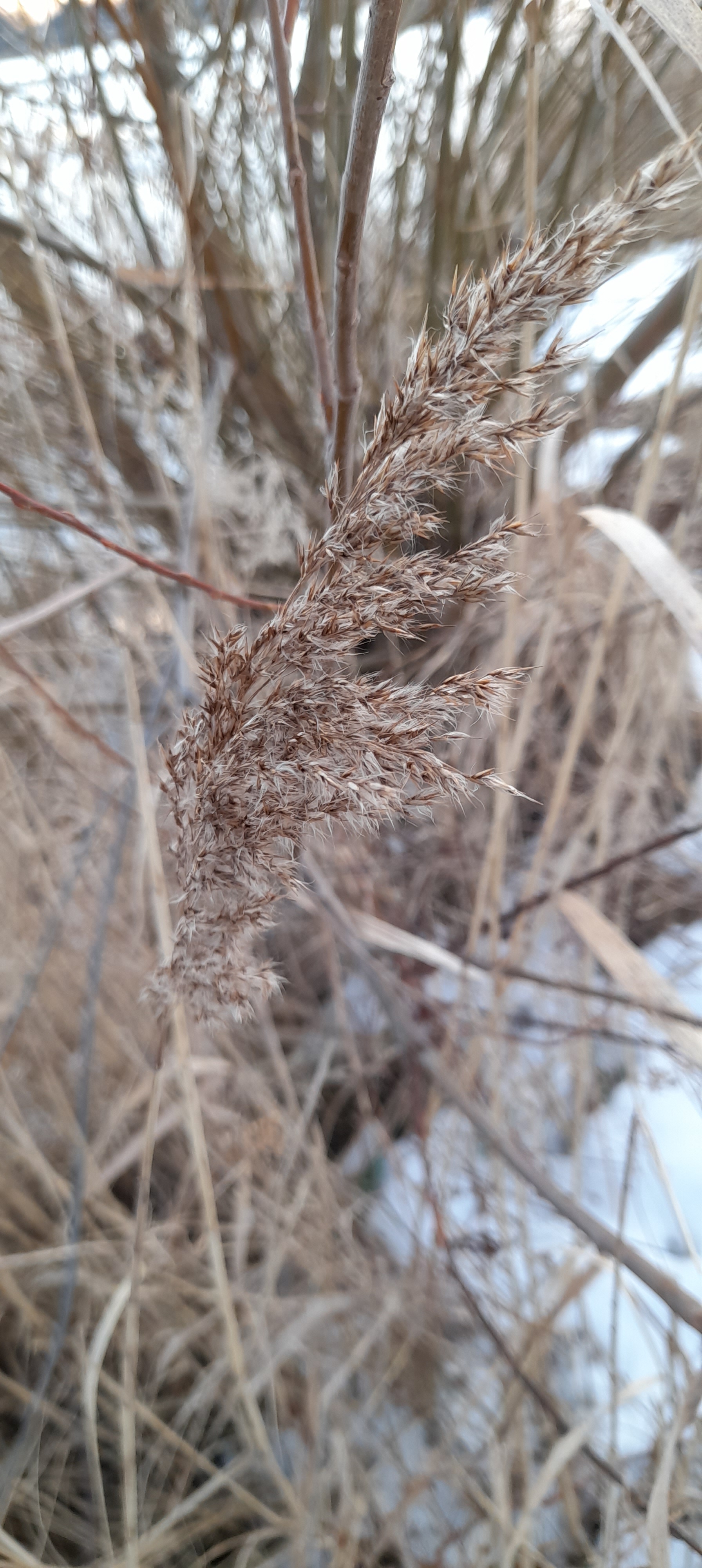 Trzcina pospolita – Atlas Roślin