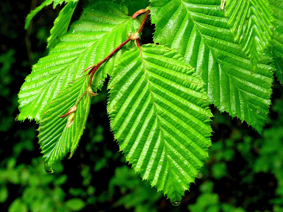 Grab pospolity – Atlas Roślin