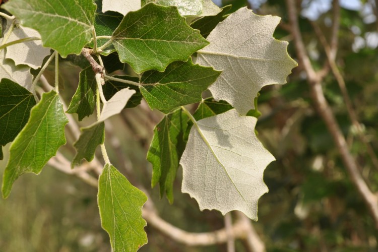 Topola biała – ATLAS ROŚLIN