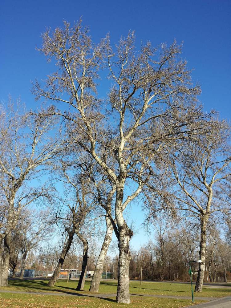 Topola biała – ATLAS ROŚLIN