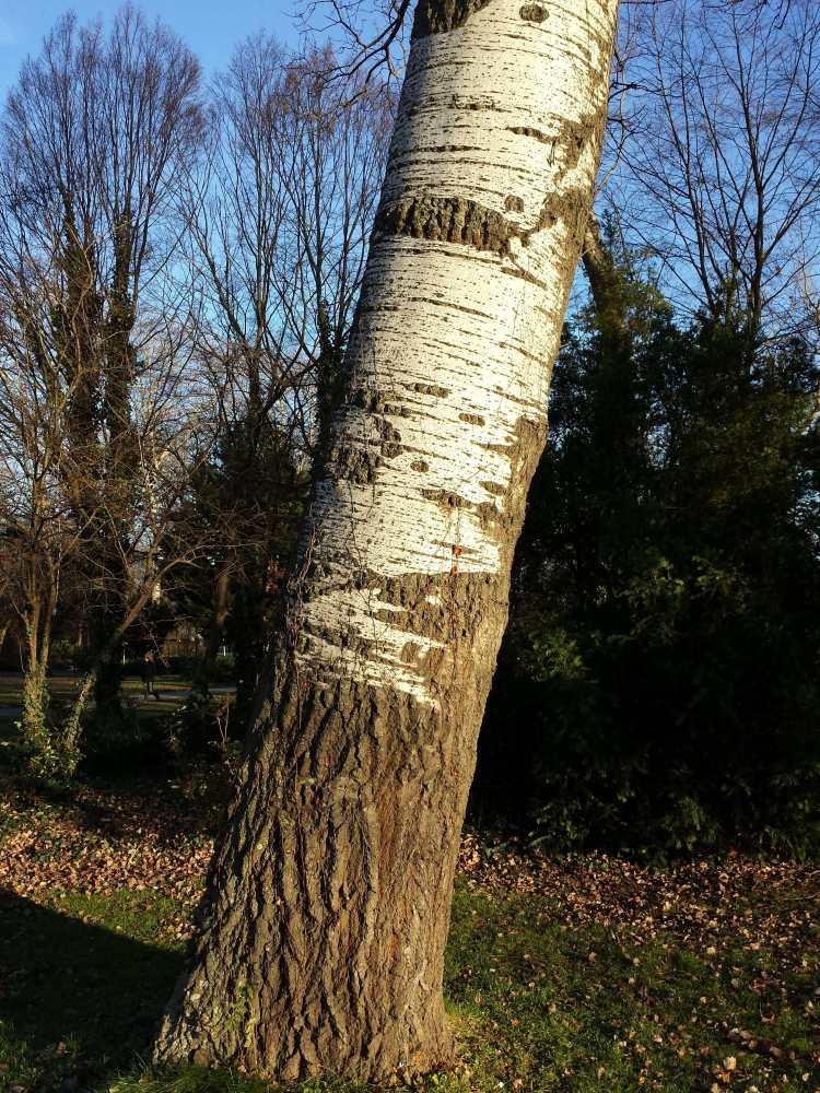 Topola biała – ATLAS ROŚLIN