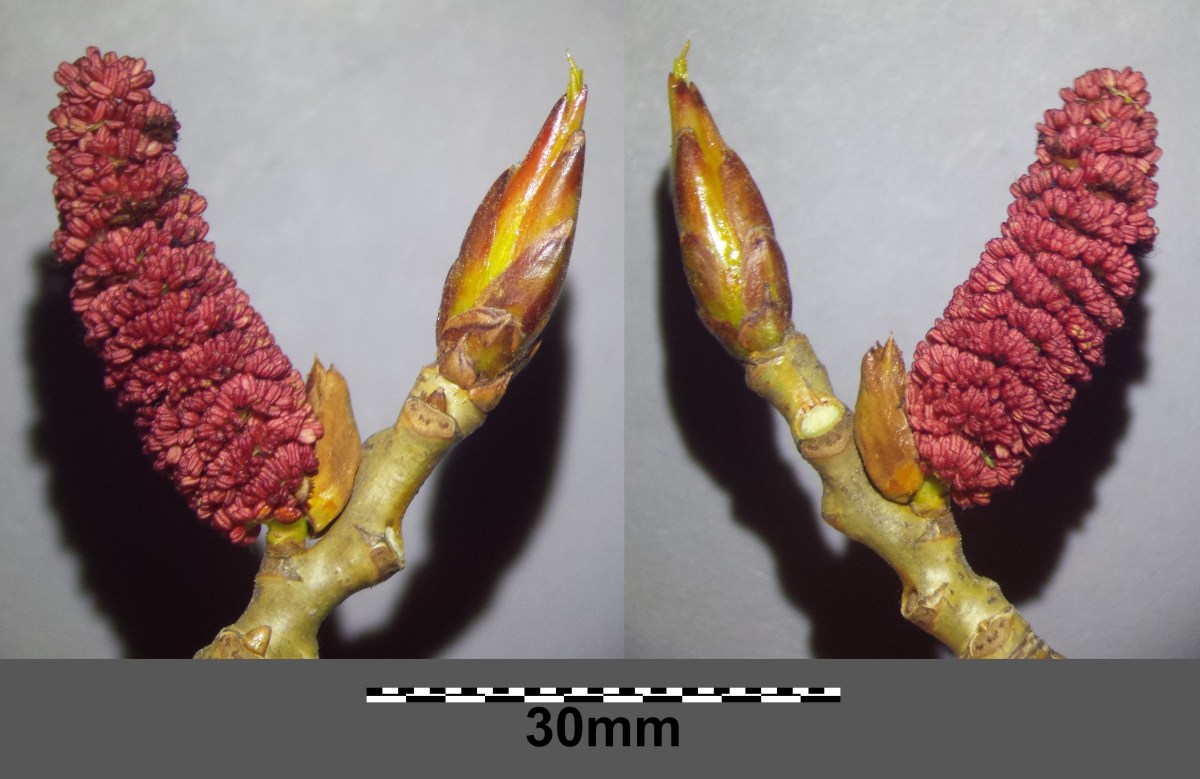 Topola czarna – Atlas Roślin